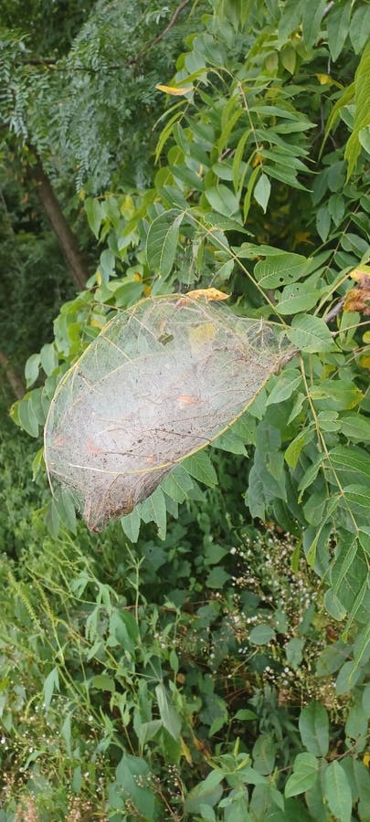 Spider nest in tree stock photo. Image of webs, nest - 283233896
