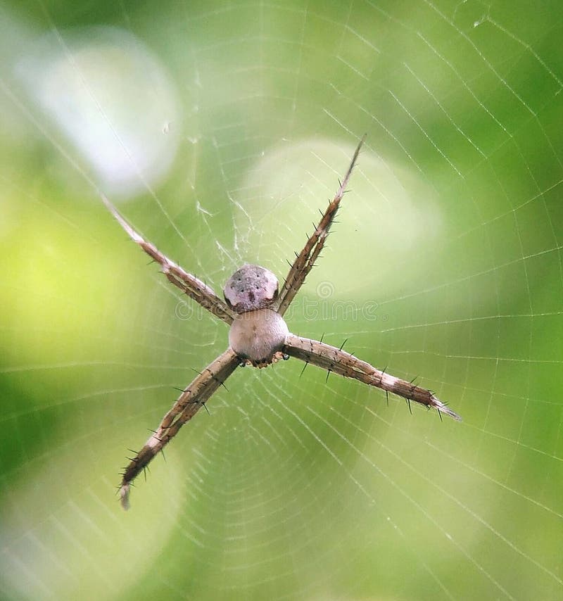 Spider Nests Hanging In The Trees Stock Image - Image of leaves ...