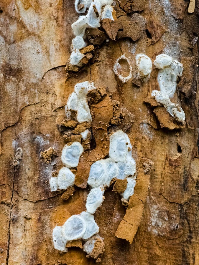 Spider Nests with Eggs Inside the Bark of a Tree. the Spiders Have ...