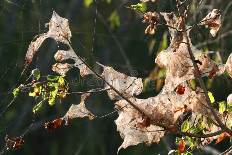 Spider Nests Hanging in the Trees Stock Image - Image of leaves ...