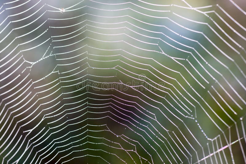 Spider net stock image. Image of raindrop, water, mist - 19281483