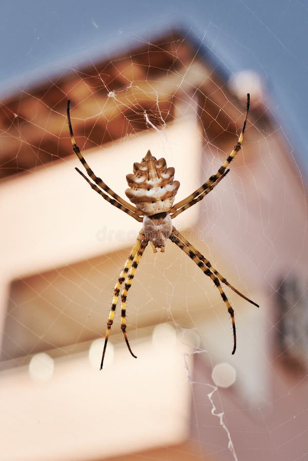 Spider in the net stock image. Image of spiderweb, arthropod - 197786239