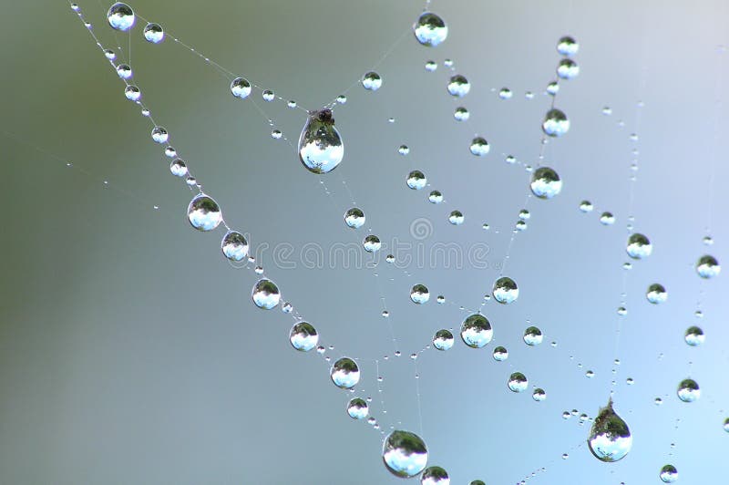 Spider net stock photo. Image of connection, close, park - 215022