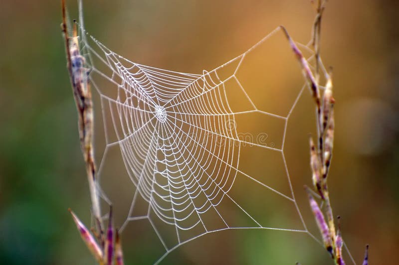 Spider net stock photo. Image of macro, network, natural - 26515314