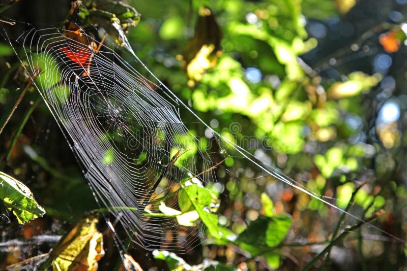 Spider net stock image. Image of grid, wild, bough, cobweb - 27200237