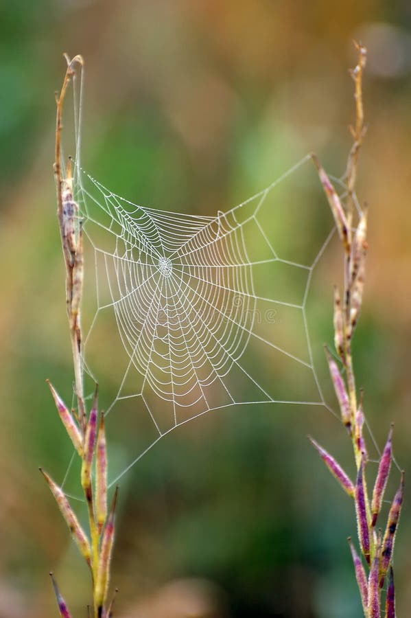 Spider net stock photo. Image of mist, necklace, nature - 33639102