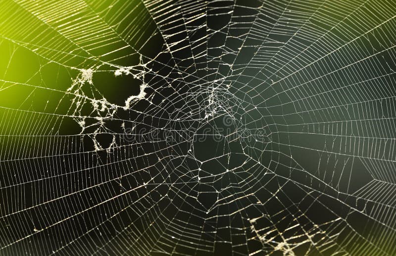 Spider Net stock image. Image of string, grab, round - 27605115