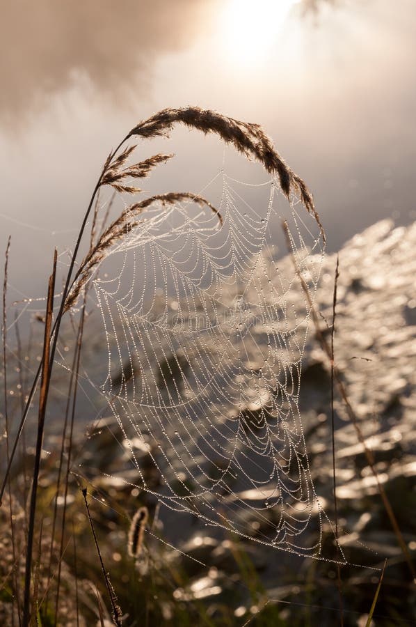 Spider net stock photo. Image of autumn, background, drop - 28730732