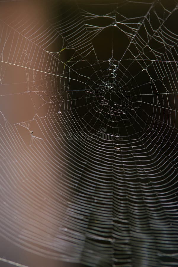 Spider net stock photo. Image of geometry, garden, black - 97756810