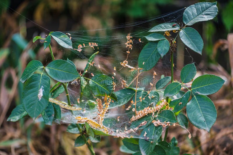 Spider net. Spider web. stock photo. Image of delicate - 126350164