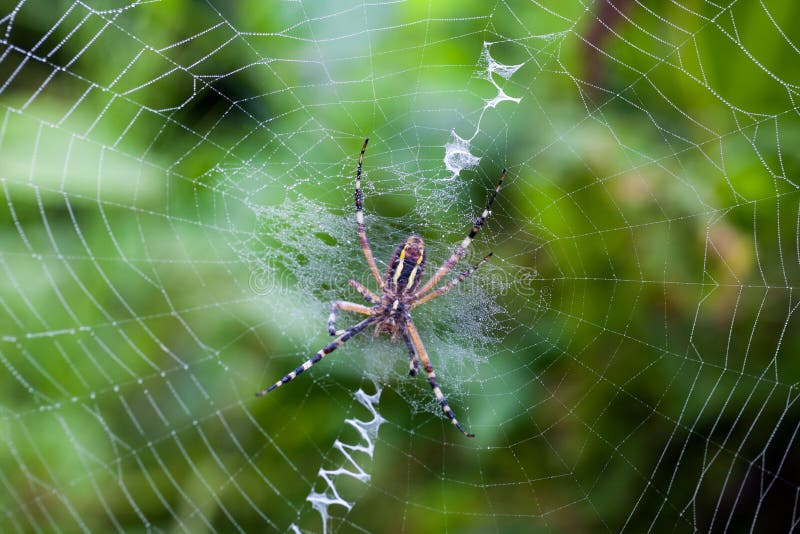 Spider stock image. Image of network, connection, pattern - 32944975