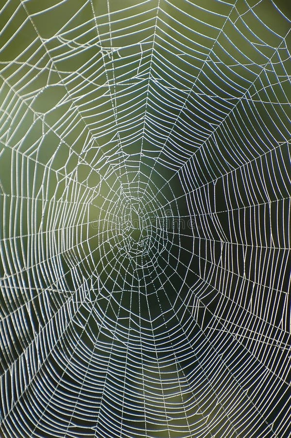 Spider net stock photo. Image of mist, necklace, nature - 33639102