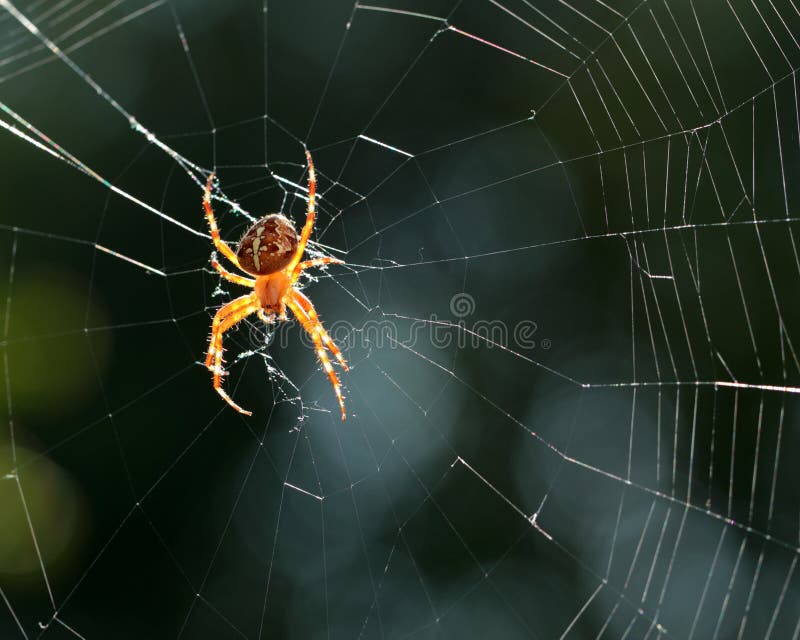 Spider in the net stock image. Image of light, garden - 32886315
