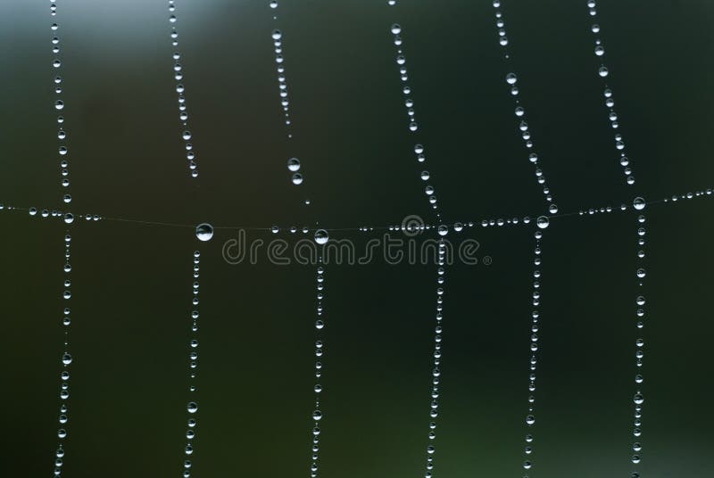 Spider Net Detail Picture. Image: 3283624