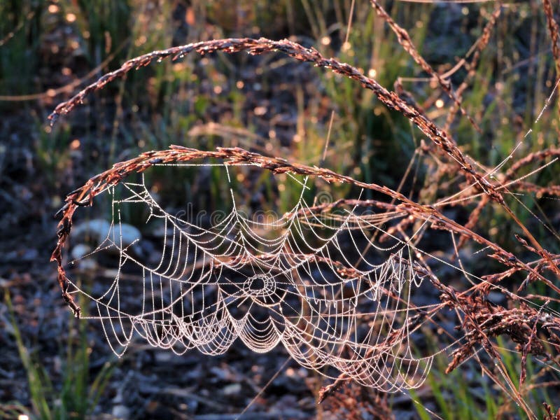 Spider net in dew stock image. Image of marsh, drops - 77776635