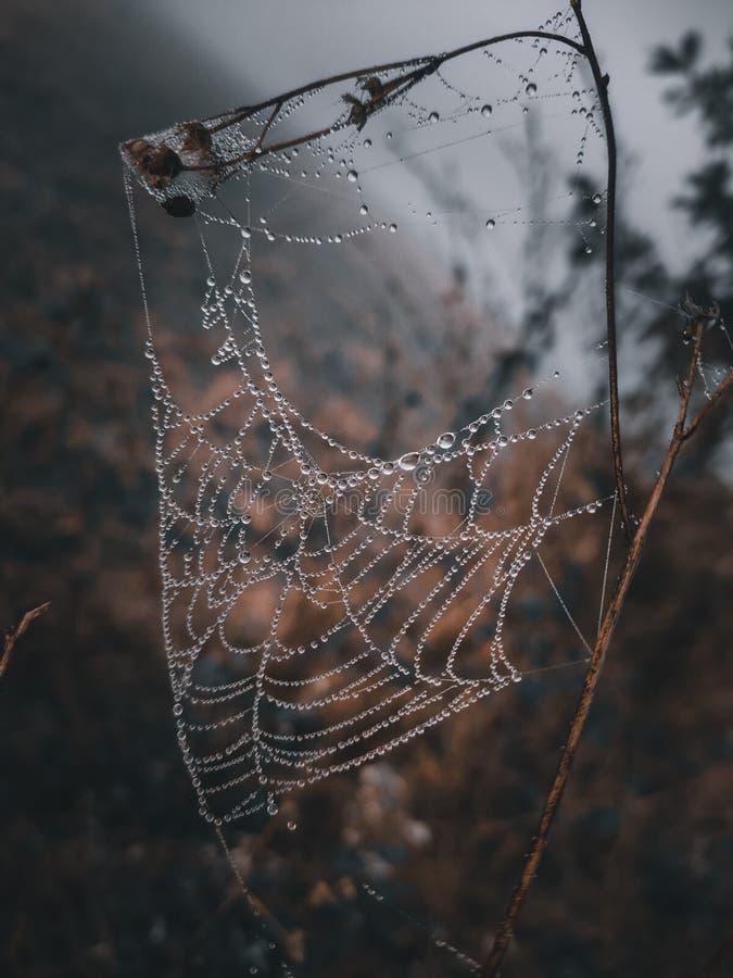 Spider Net with Dew and the Water Drop Stock Photo - Image of spider ...
