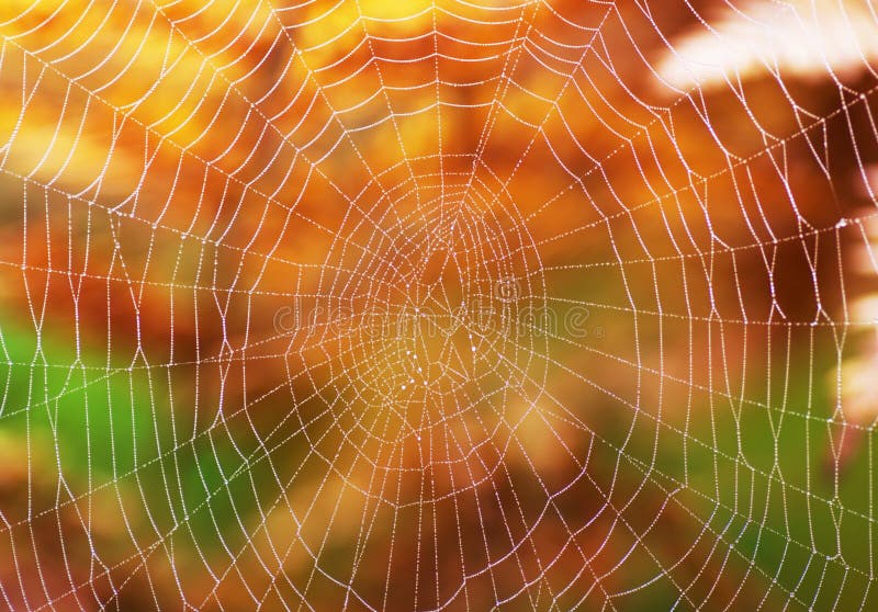 Spider web with dew drops stock image. Image of mesh - 14468249