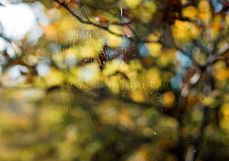 Spider net in the forest stock photo. Image of natural - 170871788