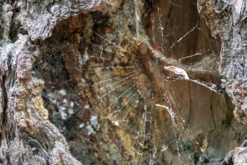 Spider Net in the Hollow in the Tree Stock Photo - Image of forest ...