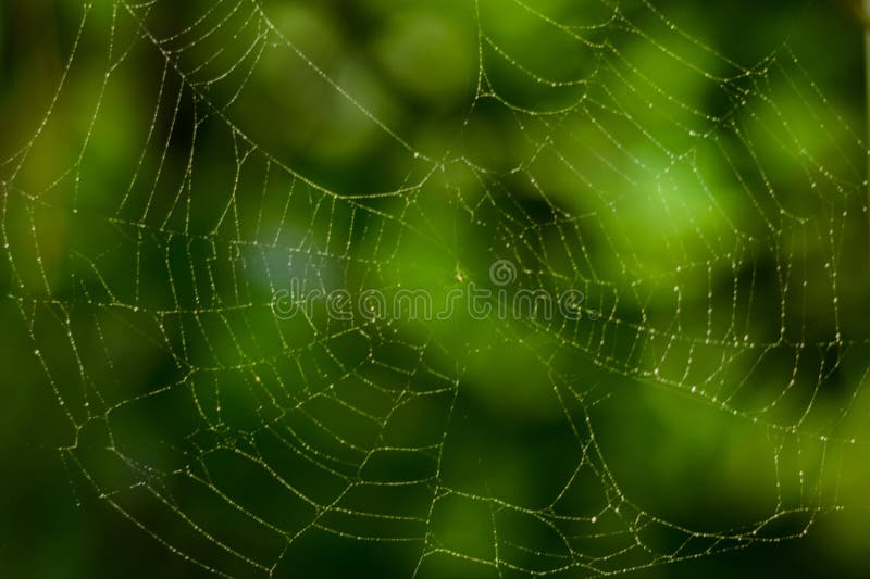 Spider net image stock image. Image of white, danger - 269816365