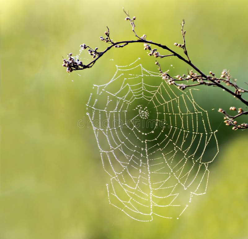 Spider net stock image. Image of early, design, circle - 53762145