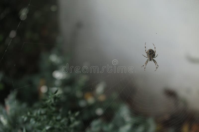Spider on net stock image. Image of arachnid, moisture - 89706703