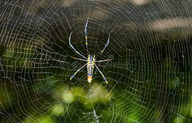 Spider in Net stock photo. Image of design, intricacy - 77944664