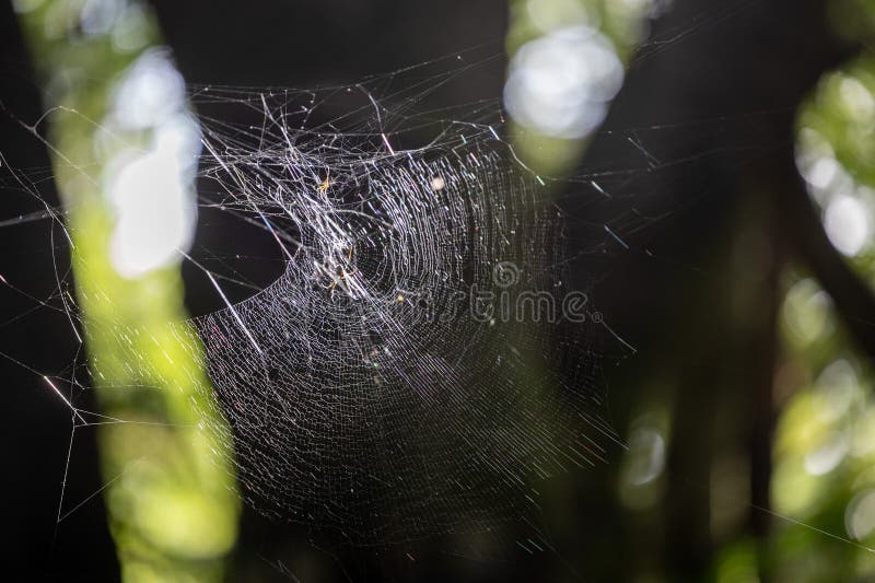 Spider net in the nature stock image. Image of nature - 294805541