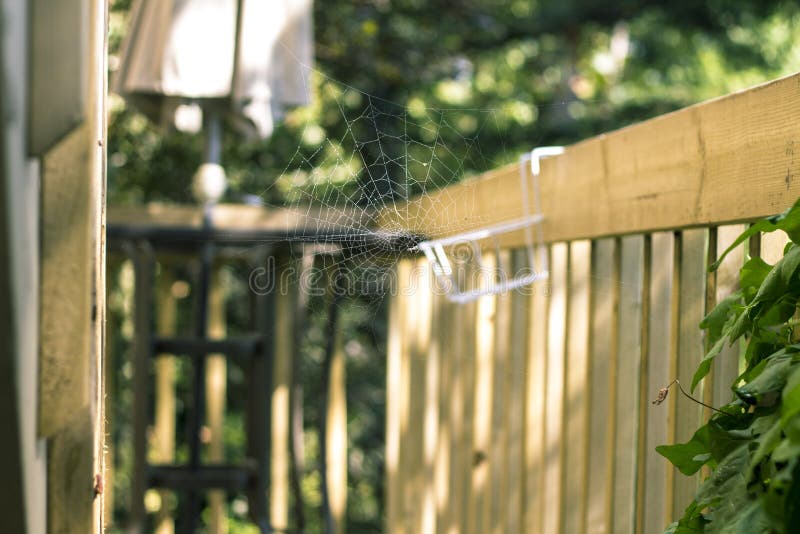 Spider Net in an Outside Balcony Stock Photo - Image of animal, detail ...