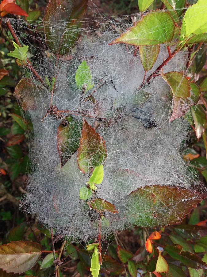 Spider Net Photo in the Morning Stock Image - Image of spder, nachural ...