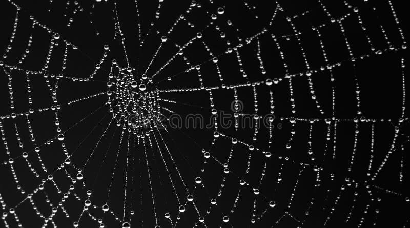 A Spider Net with Rain Drops Stock Image - Image of nature, outdoor ...