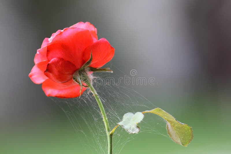 Spider net on red rose stock photo. Image of leaves, metaphor - 32903030