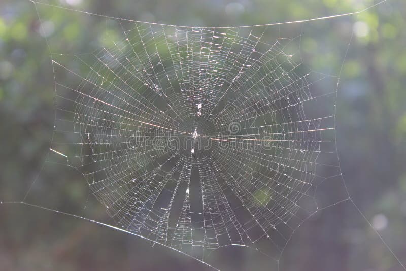 Spider net stock photo. Image of texture, shining, macro - 43337936