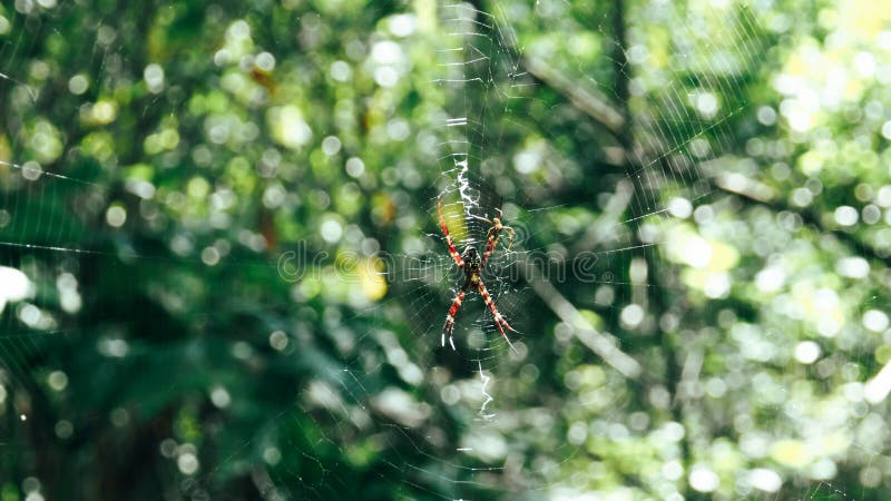 Spider on the Net. the Spider Sits on a Web and Hunts, Waits for Prey ...