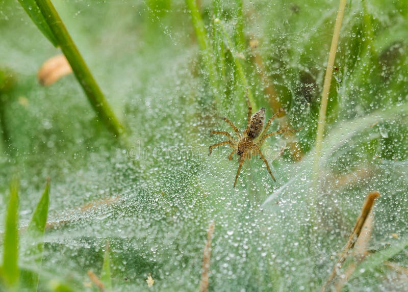 Spider on net stock photo. Image of condensation, connection - 36136792
