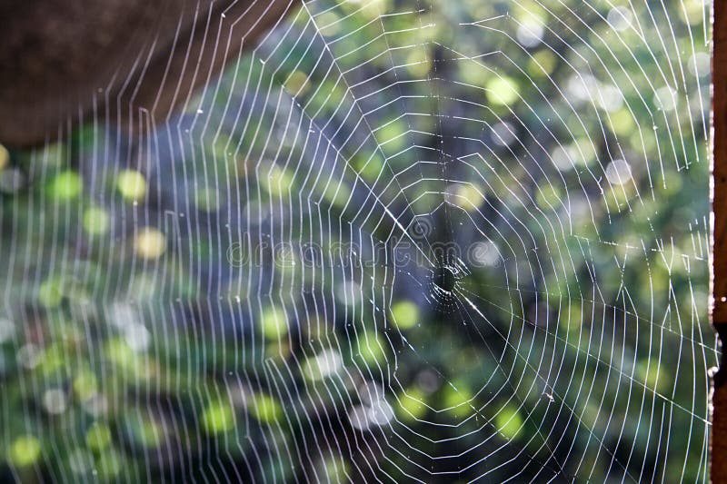 Spider net stock photo. Image of summer, insects, adygheya - 76806814