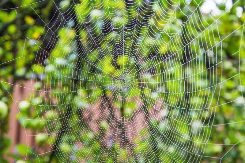 Spider net in the tree stock photo. Image of morning - 159006750