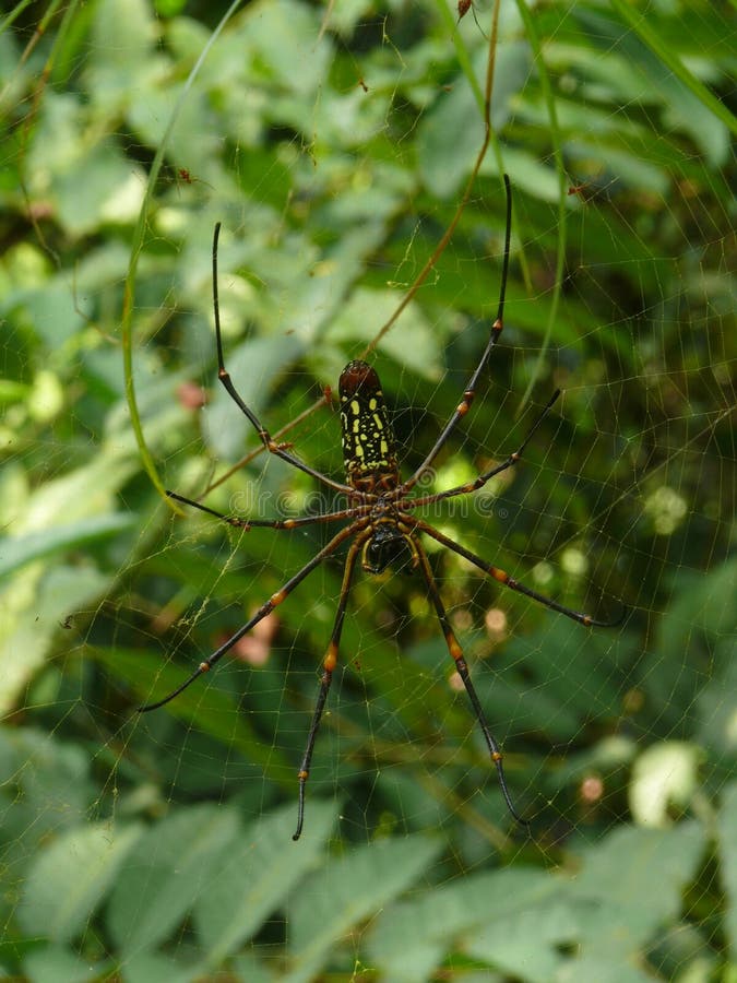 Spider stock photo. Image of jungle, spider, tree, forest - 52099144