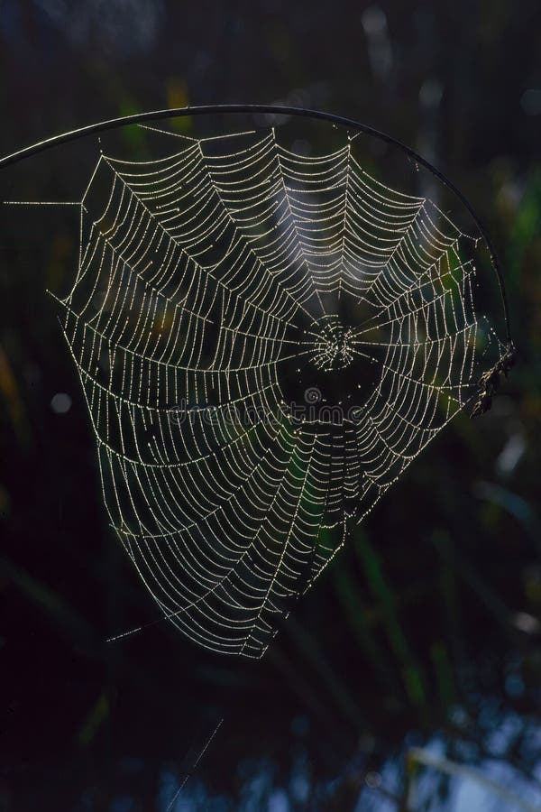 Spider Net with Water Droplets, Backlight on Dark Background Stock ...