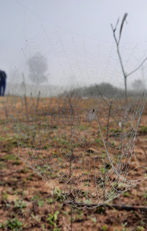 Spider net stock photo. Image of grass, wilderness, soil - 251425542
