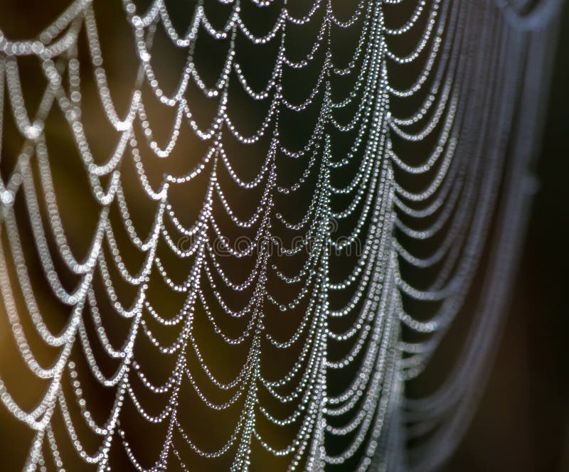 Spider Net with Water Drops Stock Photo - Image of natural, pattern ...