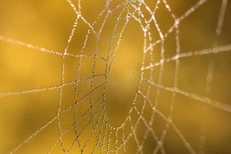 Spider Net with Water Drops Stock Photo - Image of natural, pattern ...