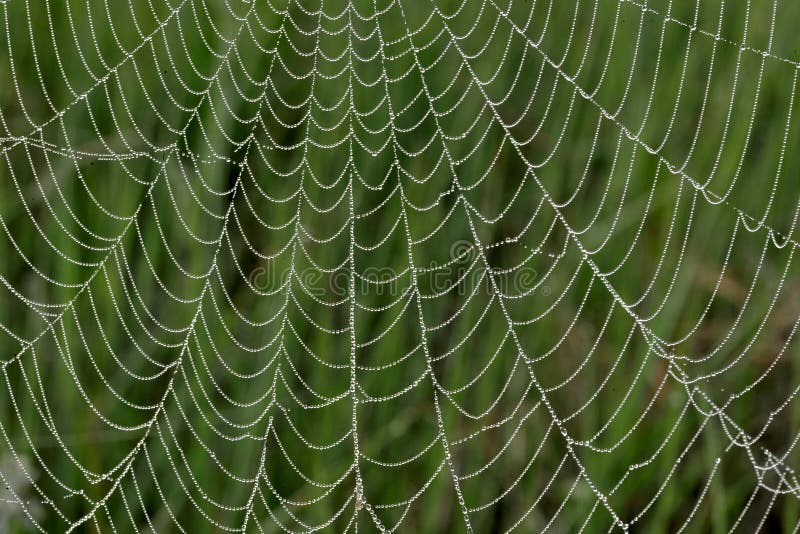Spider Net with Water Drops. Stock Photo - Image of condensation ...