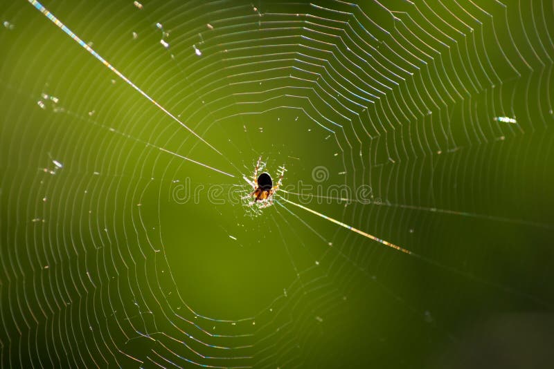 Spider Net with Water Drops Stock Photo - Image of cobweb, raindrop ...