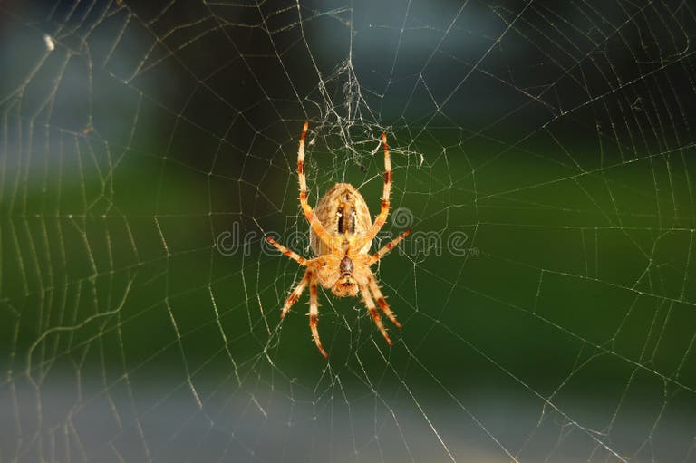 18,542 Cobweb Spider Net Stock Photos - Free & Royalty-Free Stock ...