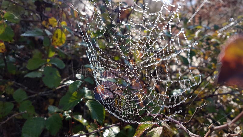 Spider Net Web for Background Stock Photo - Image of cobweb, leaf ...