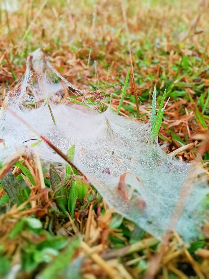 Spider Net Winter Fill Water Stock Image - Image of spider, session ...