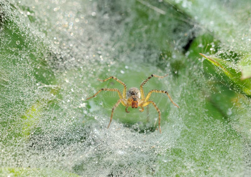 Spider on nets stock image. Image of nature, closeup - 26783431