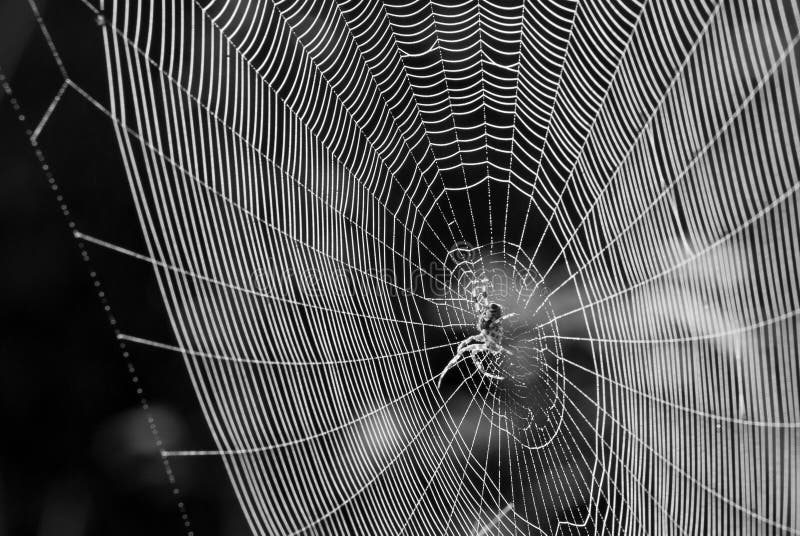 Spider network stock image. Image of creepy, nature, ornate - 25809283