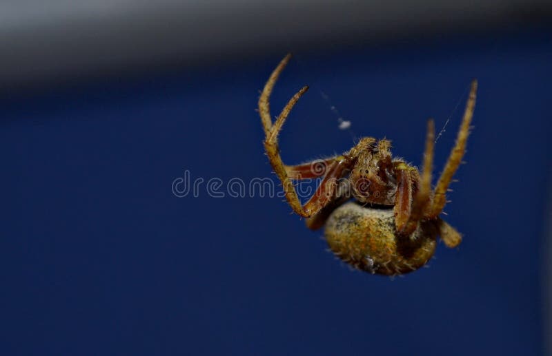 Spider at night stock image. Image of food, pest, animal - 202264541